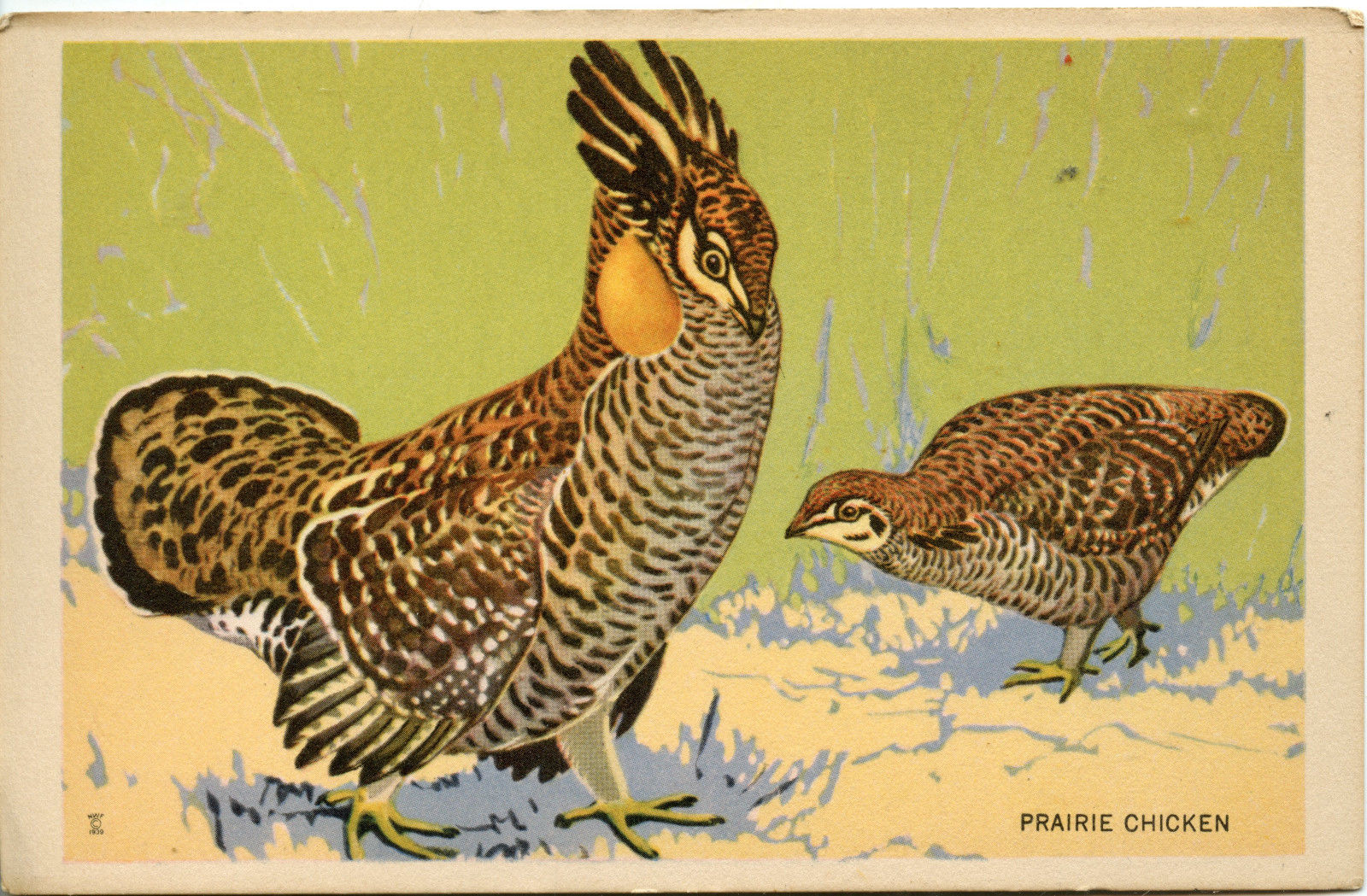 Last Dance for the Prairie-Chicken - The Statesider