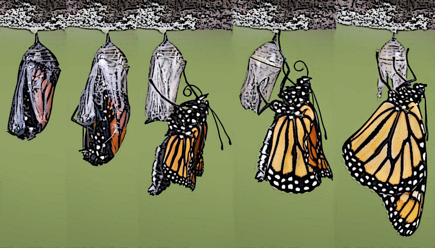 American Accents & Gas Station Grub - The Statesider