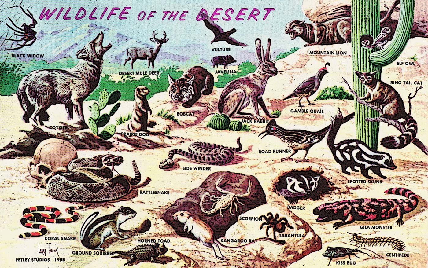 Wild Wild Life: Stories of American Wildlife Travel & More - The Statesider