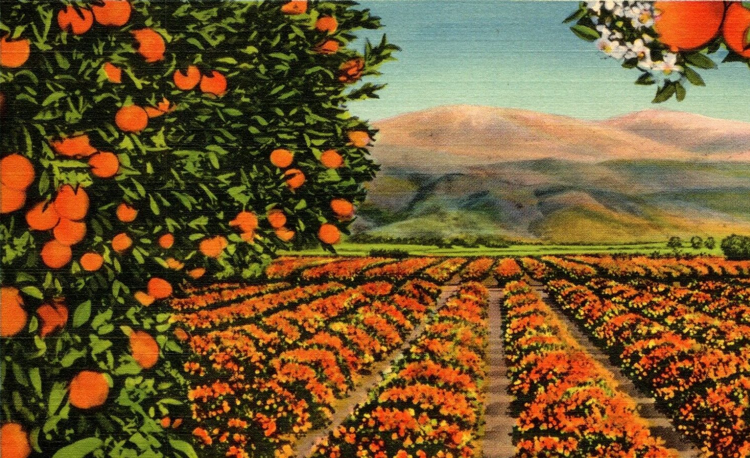 Orange You Glad It's Spring? - The Statesider